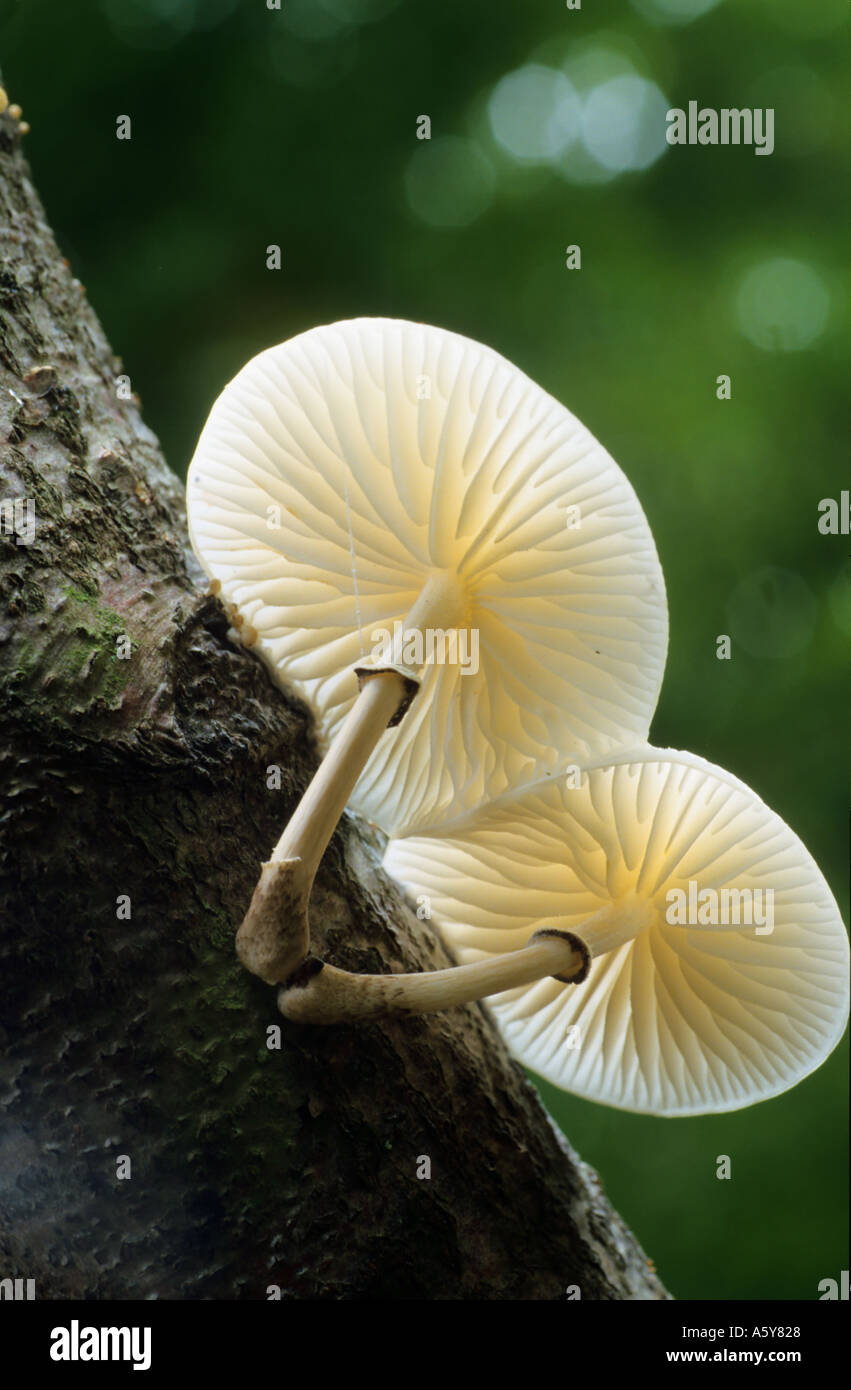 Porcelain fungus Oudemansiella mucida Poached egg fungus backlit ...