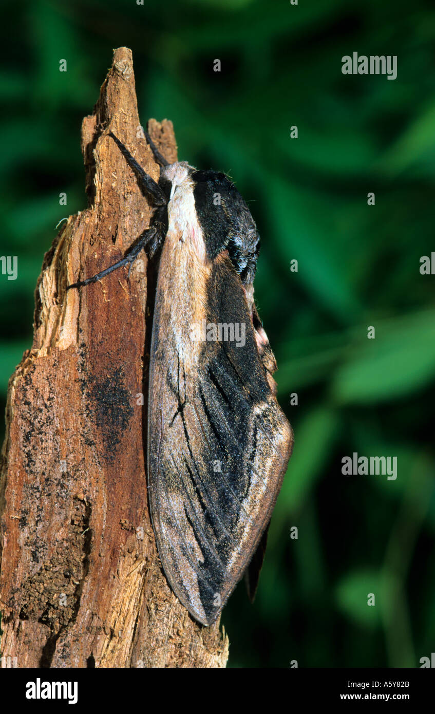 Sphinx hawk moth hi-res stock photography and images - Alamy