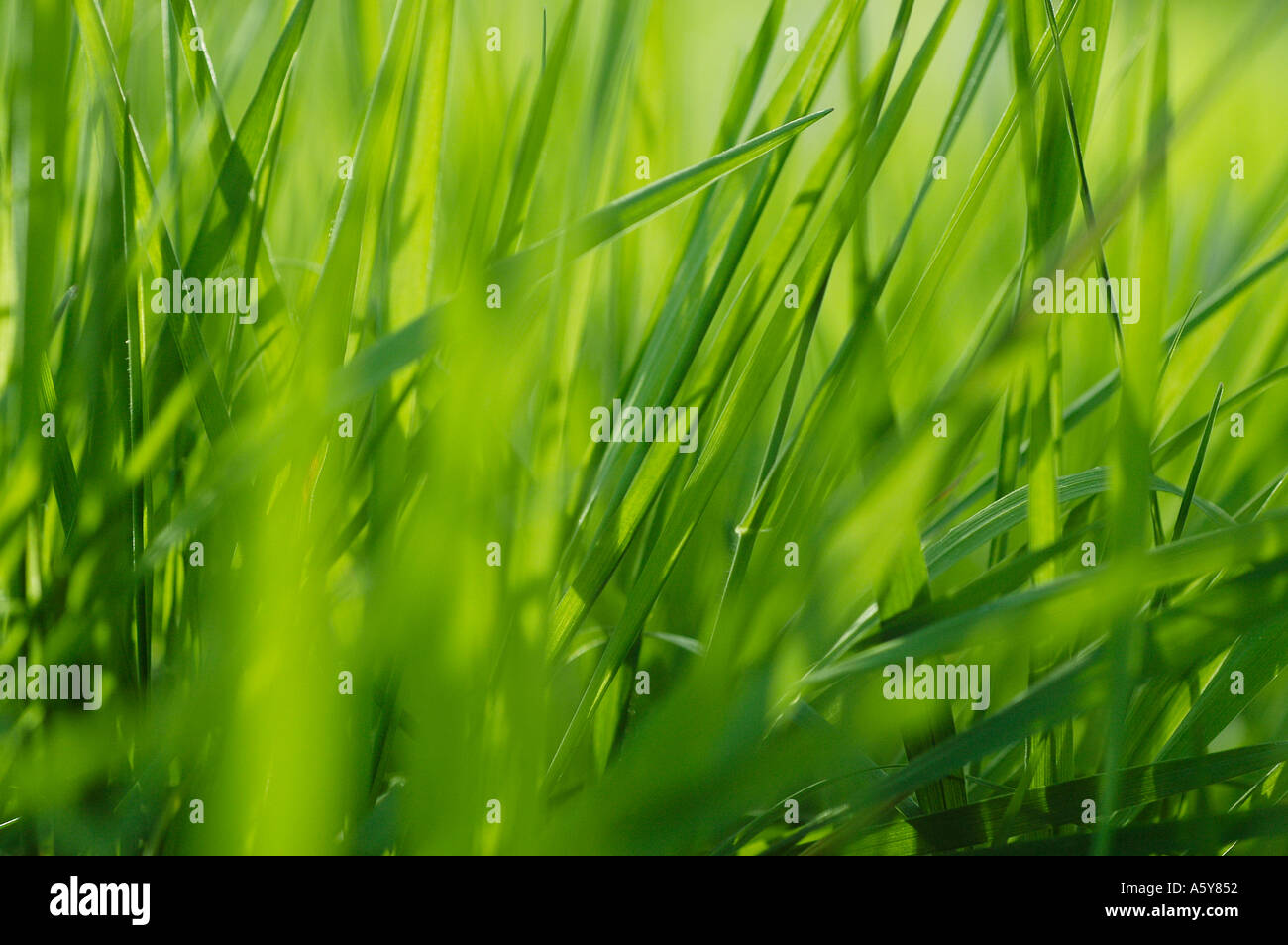 Sunlit blades of grass hi-res stock photography and images - Alamy