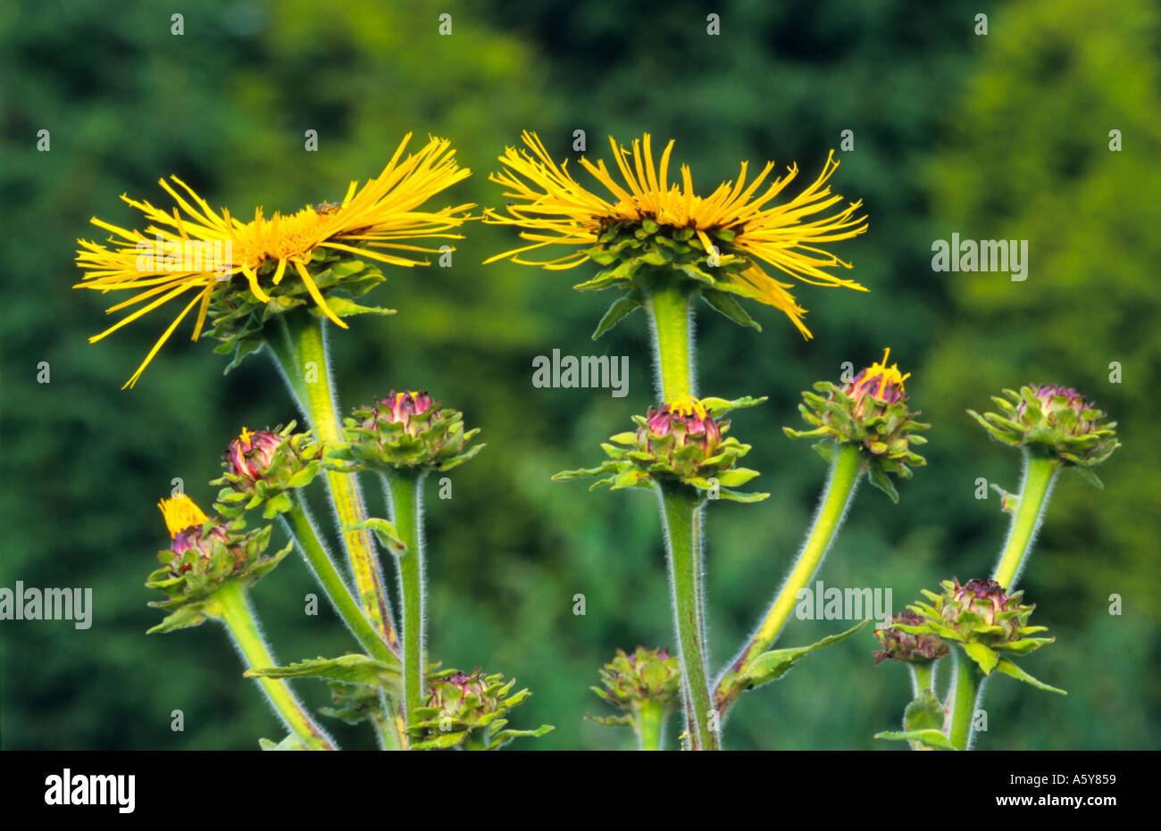 Inula Magnifica flower heads growing in garden potton bedfordshire ...
