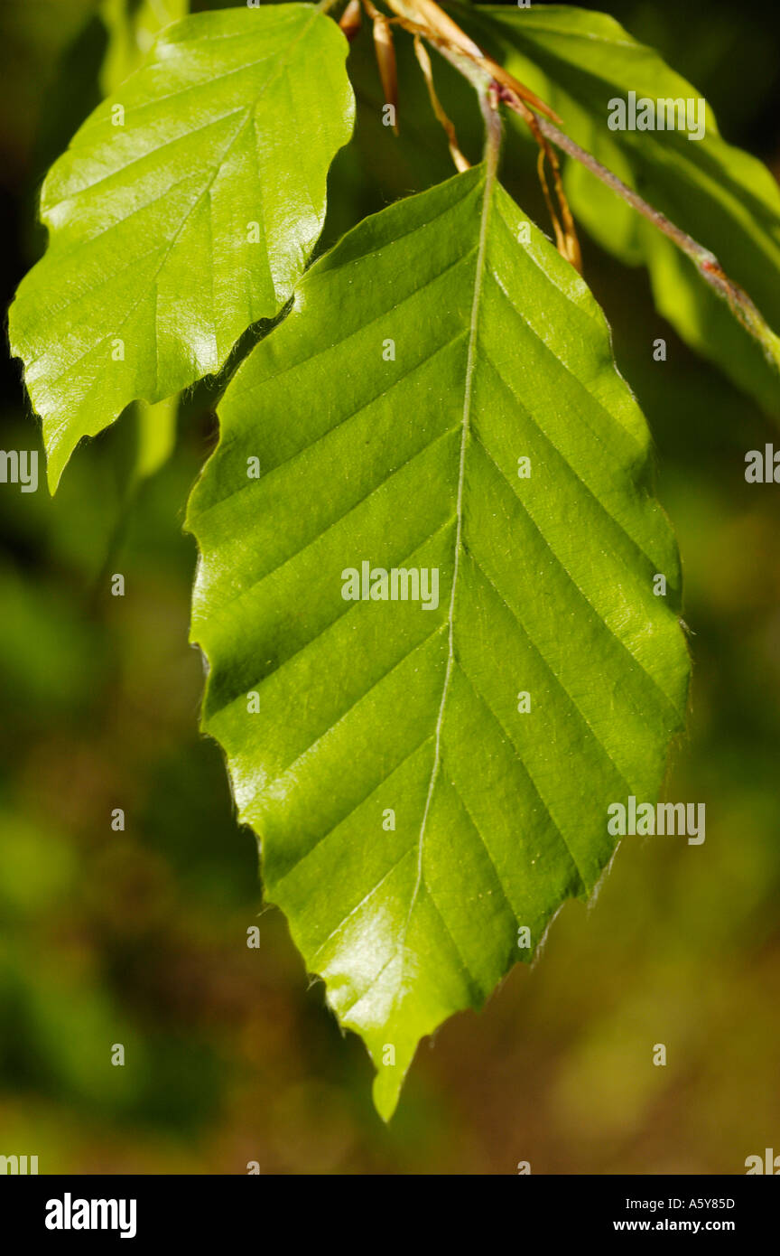 Gardensunlimited hi-res stock photography and images - Alamy