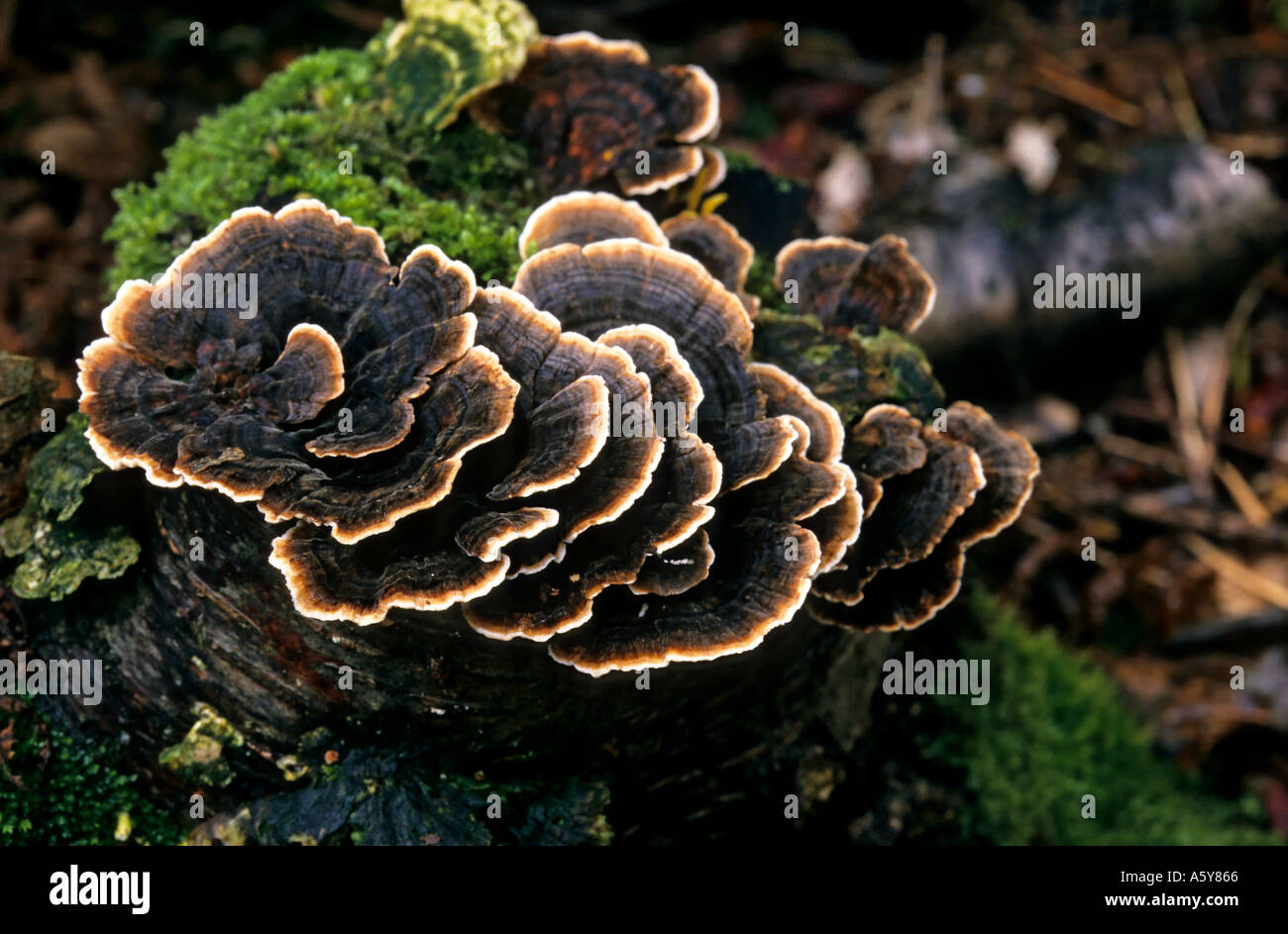 Many zoned Polypore (Coriolus versicolor) nice group growing on pine ...
