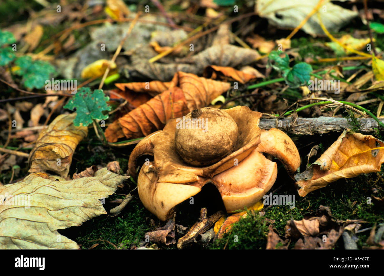 Earth Star Mushroom High Resolution Stock Photography and Images - Alamy