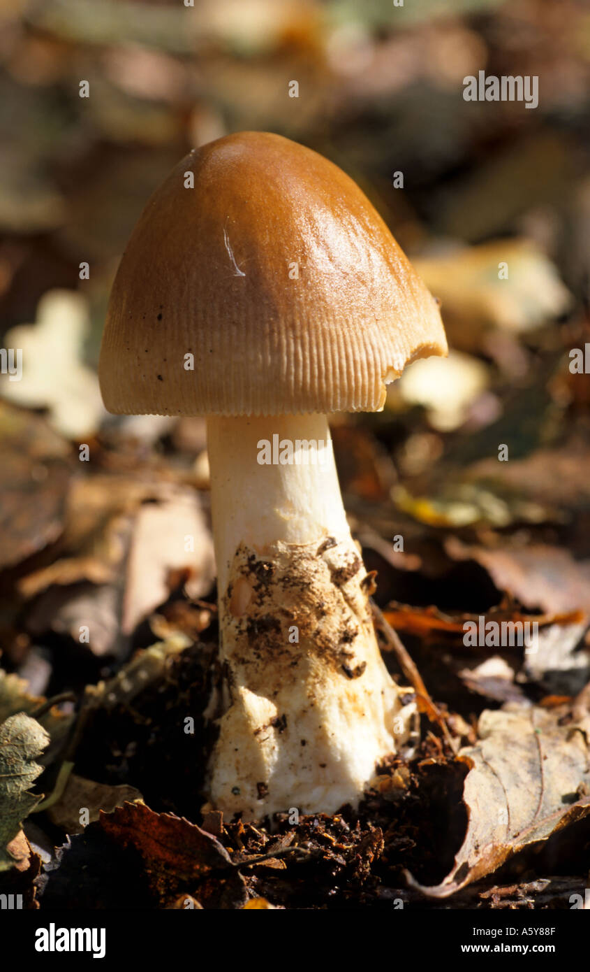 Tawny Grisette (Amanita fulva) In Leaf Litter gamlingay wood Stock ...