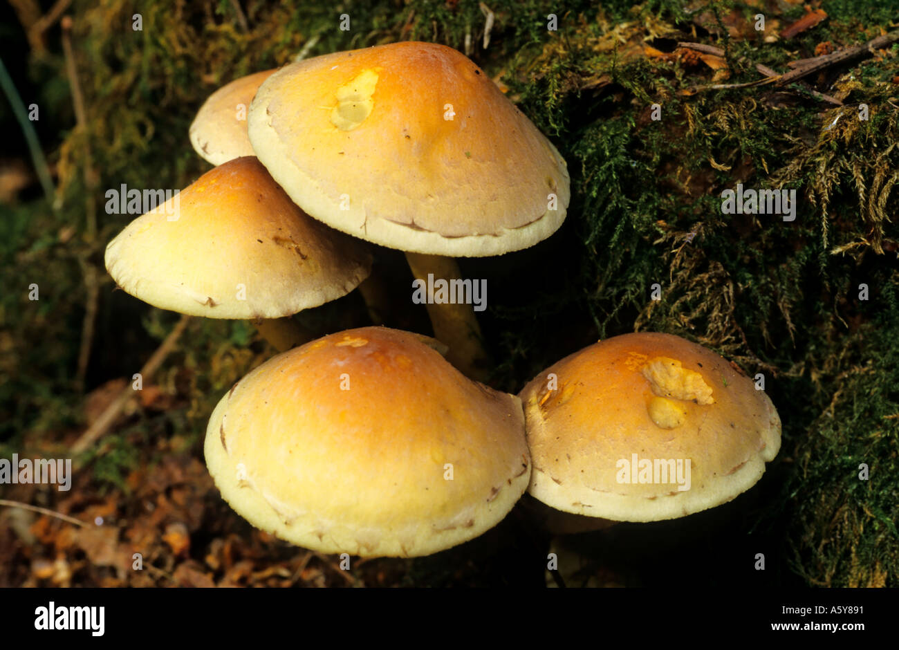 Hypholoma fasciculare spores hi-res stock photography and images - Alamy