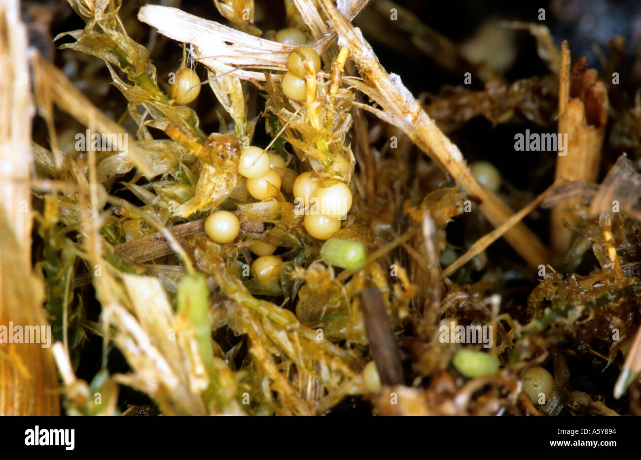 Lampyris egg hi-res stock photography and images - Alamy