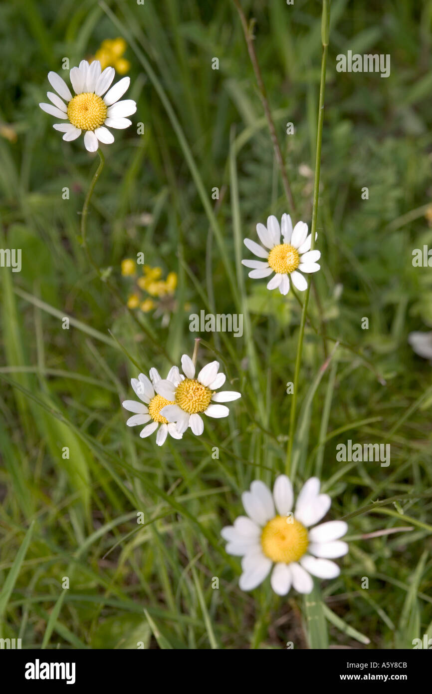 Five flowers in a field Stock Photo - Alamy