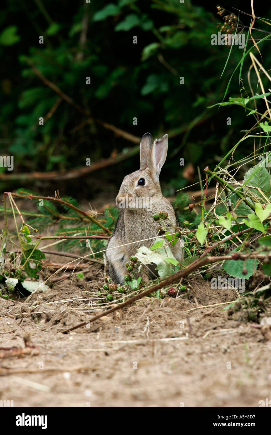 Image of young alert feeding rabbit hi-res stock photography and images ...