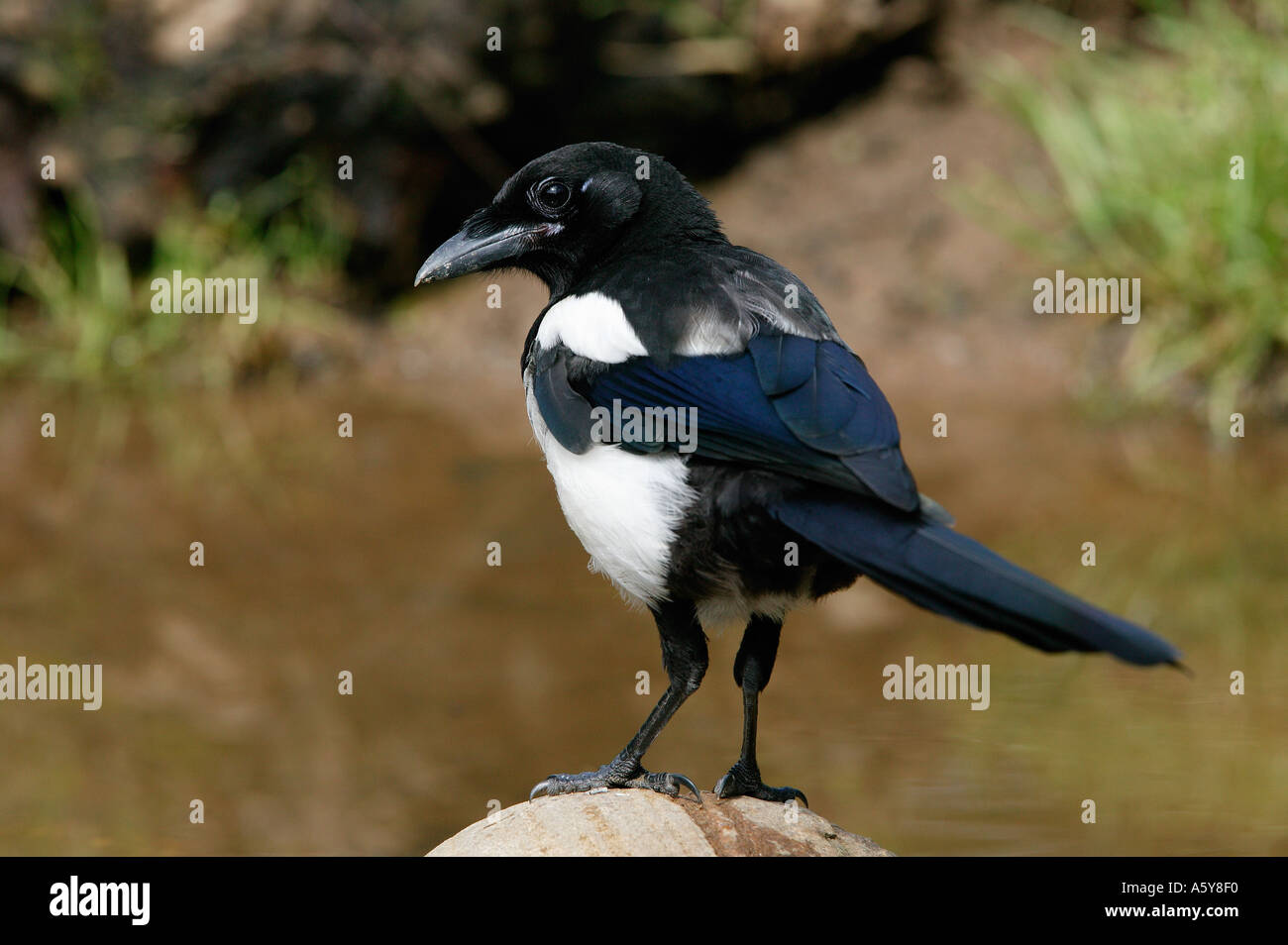 Magpie bird stone hi-res stock photography and images - Alamy