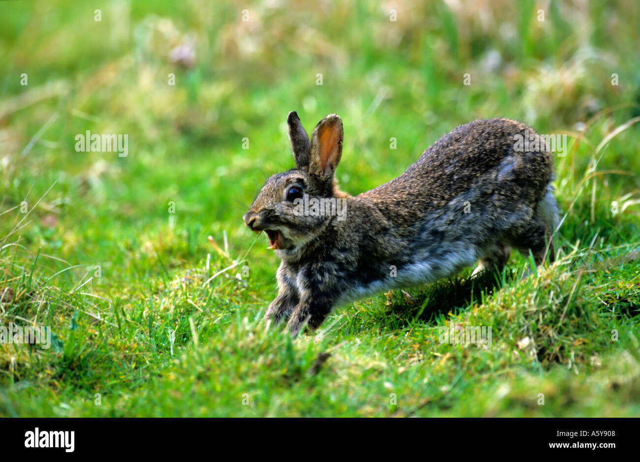 Rabbit Oryctolagus cuniculus stretching with mouth open looking alert ...