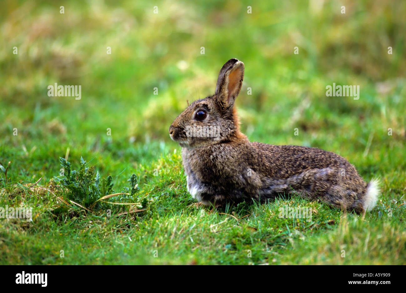 Rabbit Oryctolagus cuniculus standing with ears up looking alert sandy ...