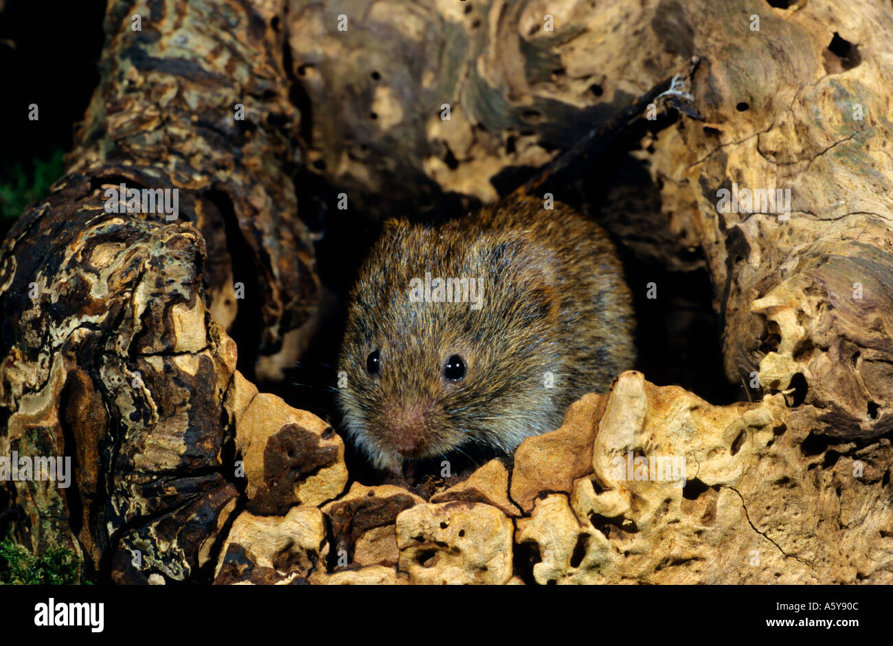 Short Tailed Vole Microtus agrestis In Tree Stump with leaves potton ...