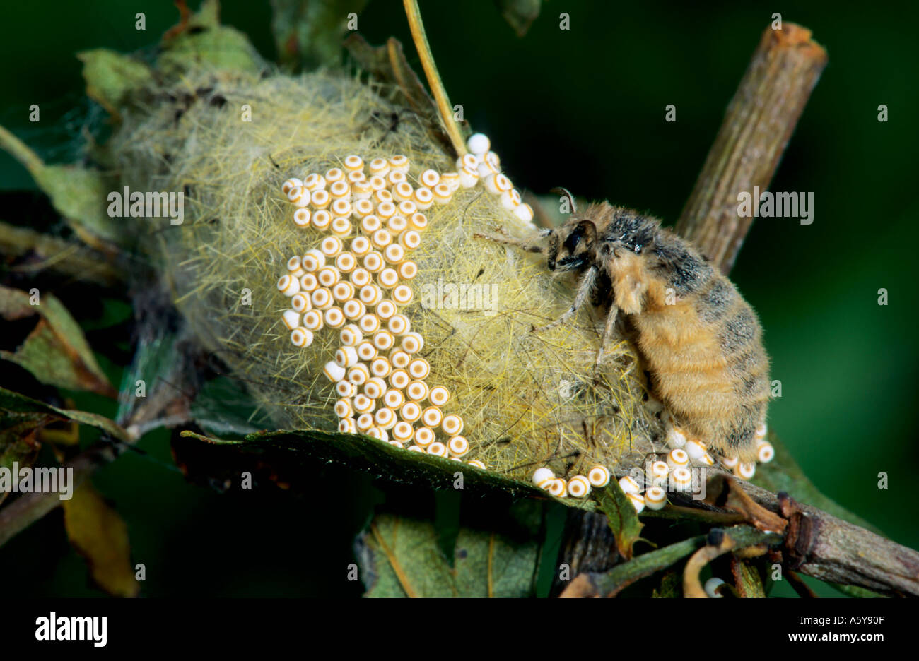 Wingless moth hi-res stock photography and images - Alamy