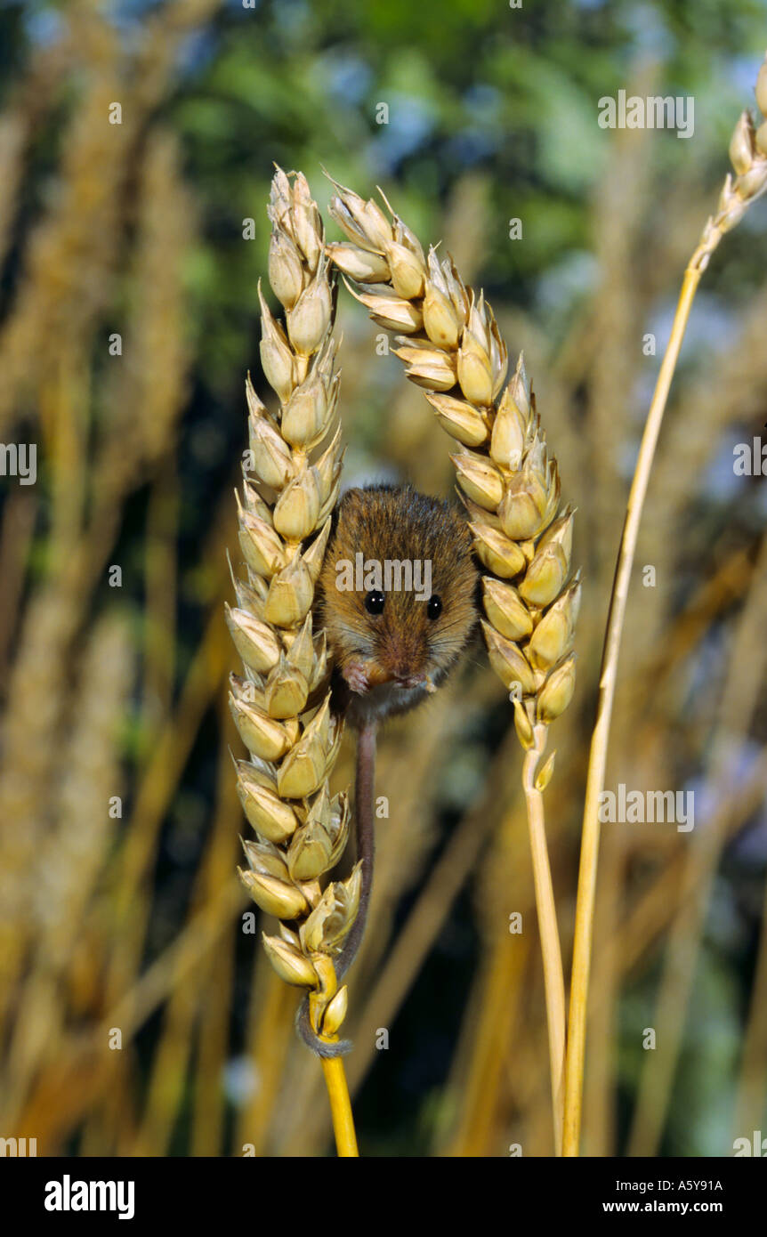 Harvest mouse Micromys minutus On Wheat Straw eating wheat grain ...