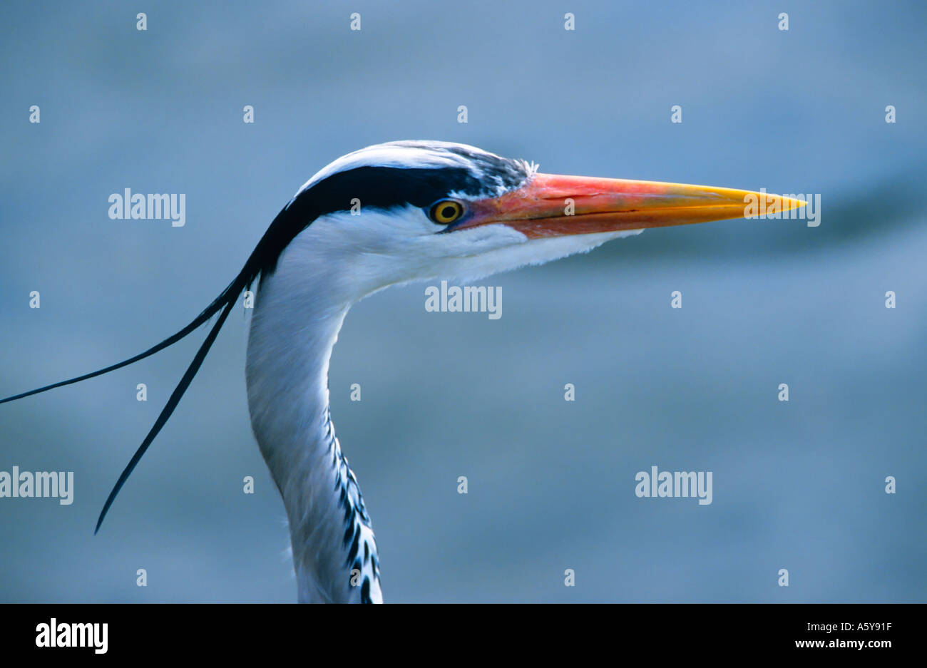 Grey Heron Ardea cinerea close up of head showing markings and crest ...