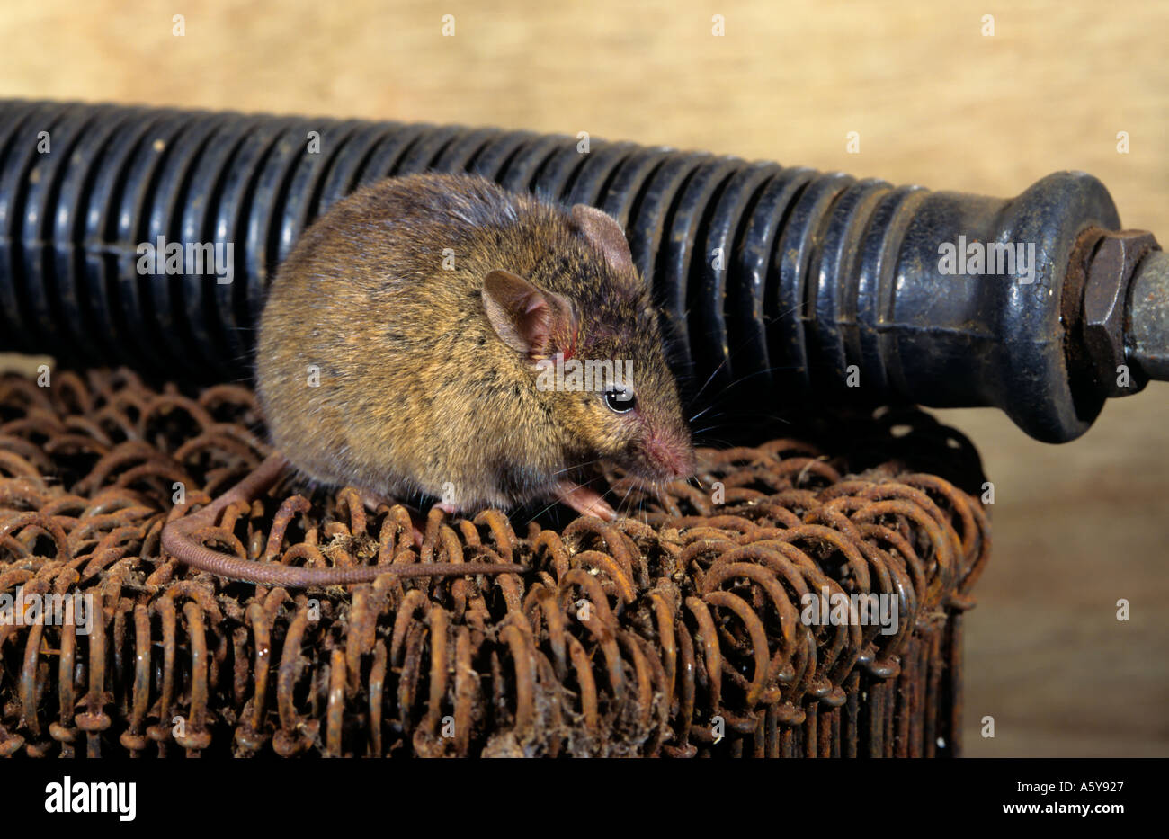 House mouse hi-res stock photography and images - Alamy
