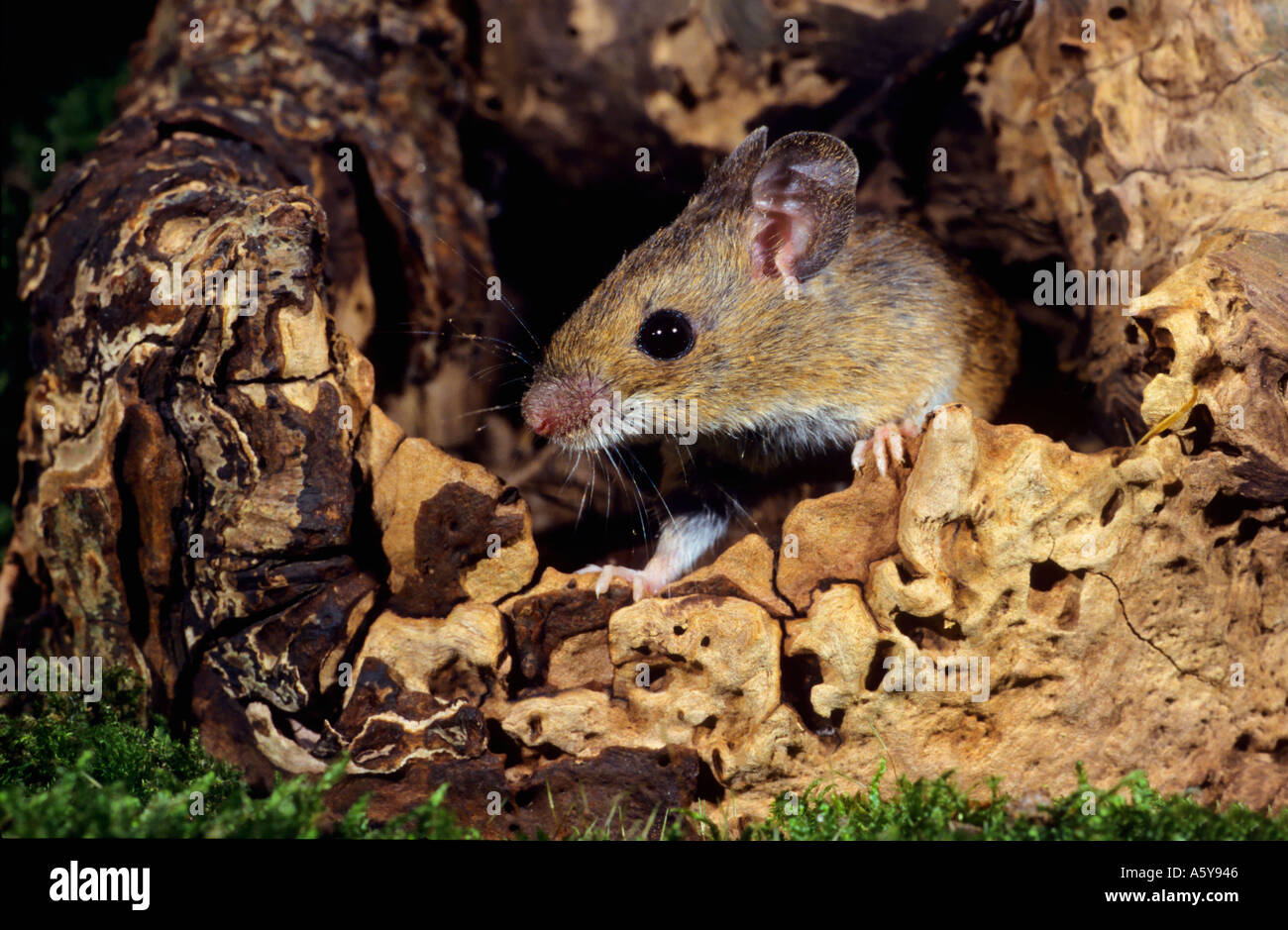Wood Mouse Sylvaemus sylvaticus In Tree Stump looking alert with big ...