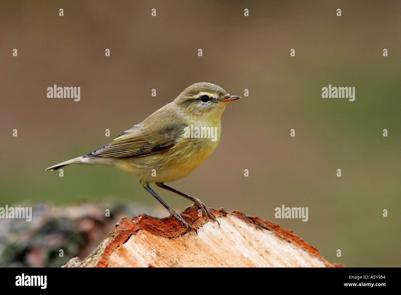 Chiffchaff