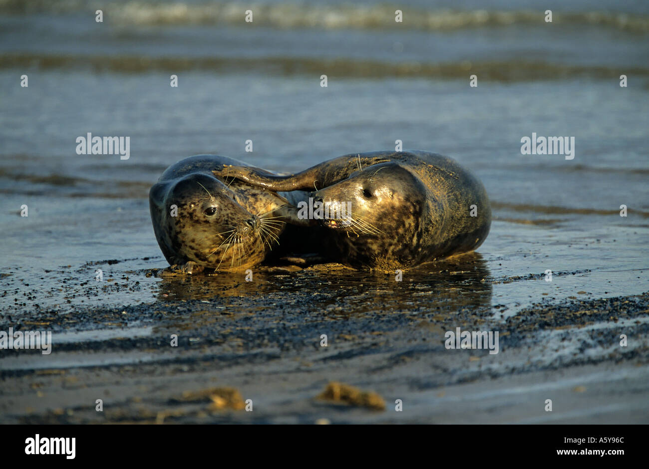 Grey Seal Halichoerus grypus Young Playing on Beach donna nook ...