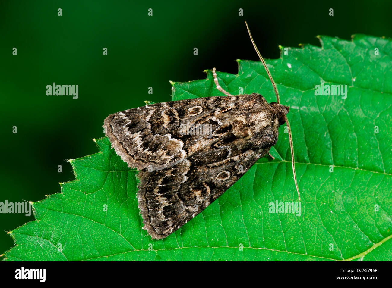 Straw Underwing Thalpophila matura at rest on leaf potton bedfordshire Stock Photo - Alamy