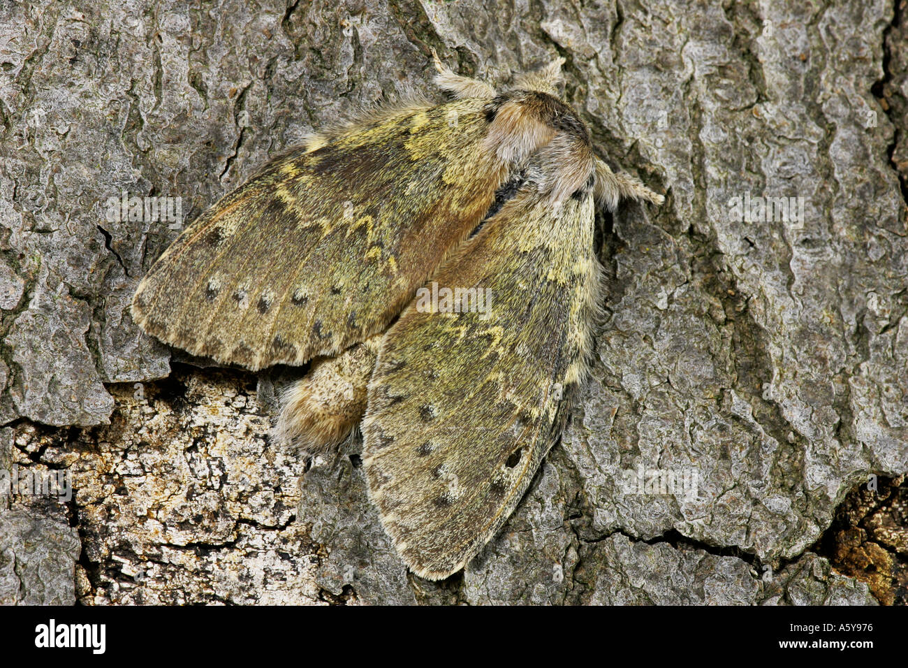 Lobster Moth (Stauropus fagi) at rest on beech trunk potton ...
