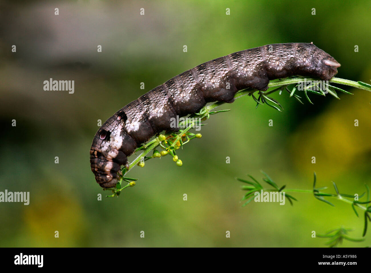 Small Elephant Hawkmoth Deilephila porcellus Larvae feeding on Bedstraw ...