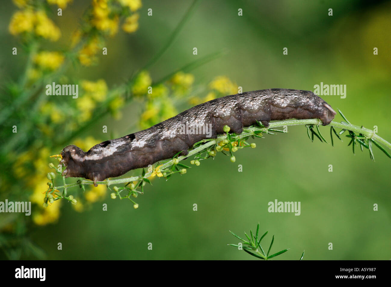Small Elephant Hawkmoth Deilephila porcellus Larvae feeding on Bedstraw ...