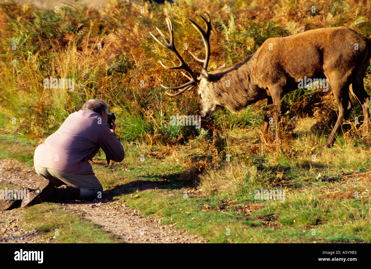 Man photographing stag hi-res stock photography and images - Alamy