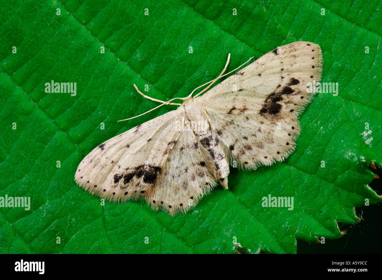 Dimidiata hi-res stock photography and images - Alamy
