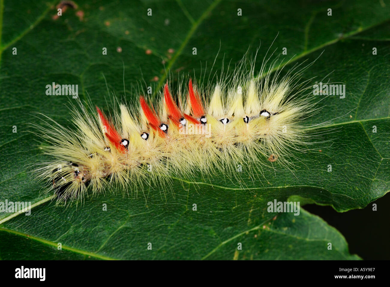Sycamore caterpillar hi-res stock photography and images - Alamy