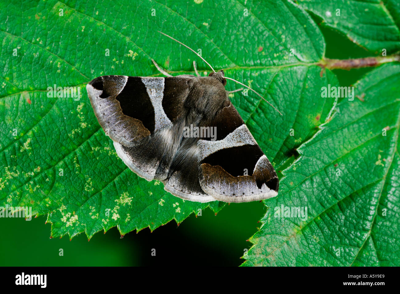 Dysgonia algira hi-res stock photography and images - Alamy