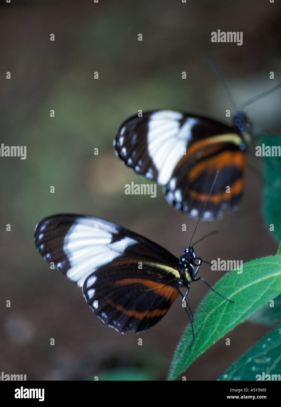 Heliconius butterflies hi-res stock photography and images - Alamy