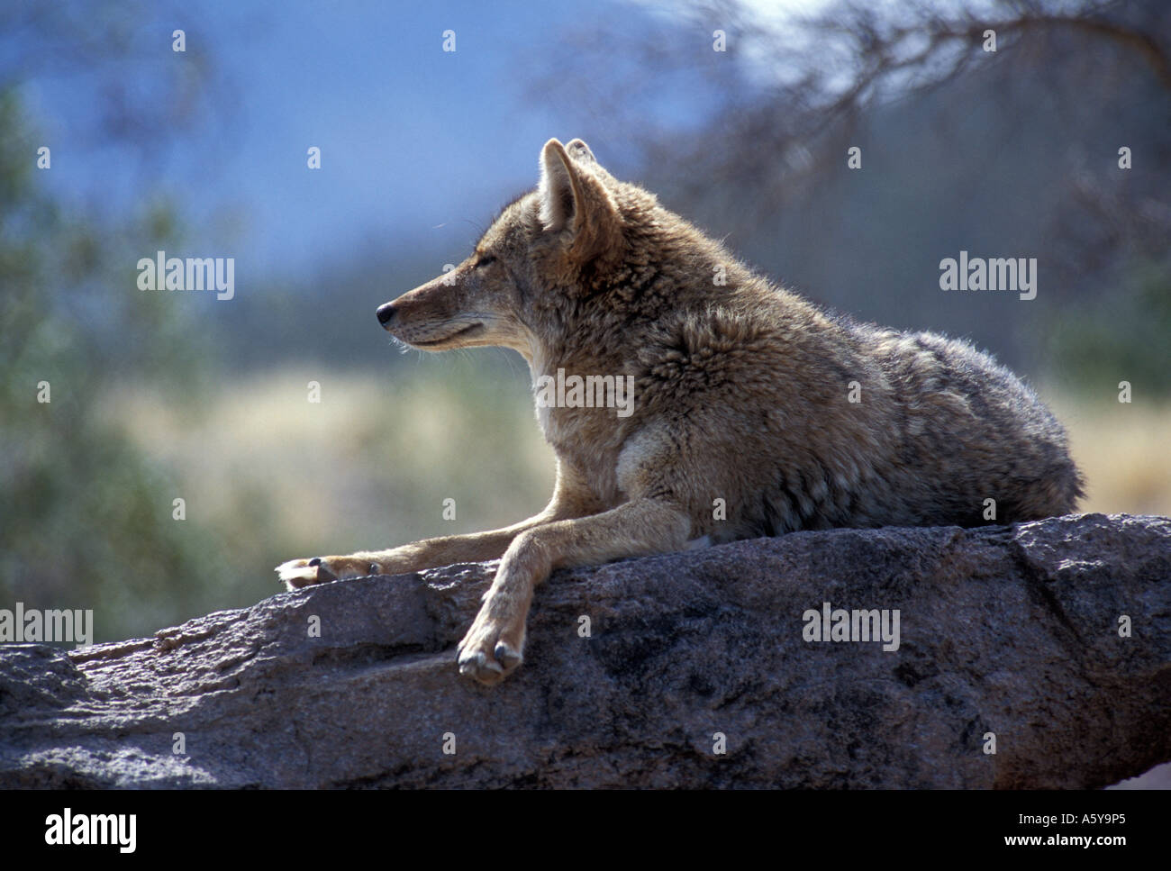 Coyote Sitting on Rock in Arizona Stock Photo - Alamy