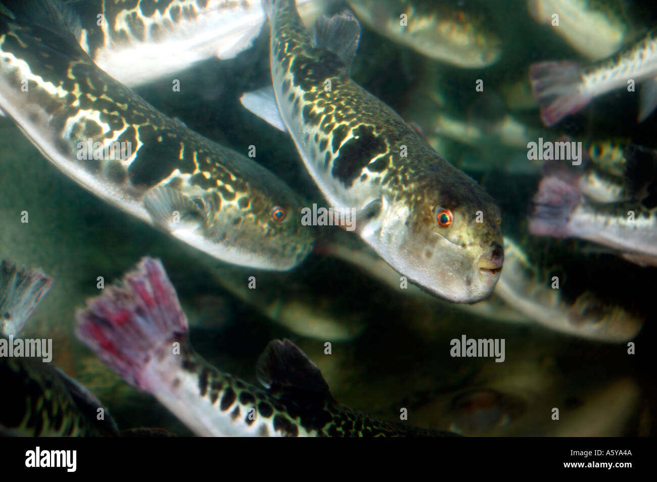 Japanese blowfish hi-res stock photography and images - Alamy