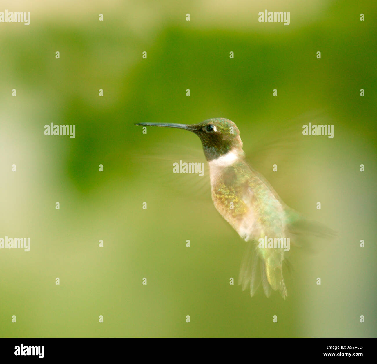 Humming bird hi-res stock photography and images - Alamy