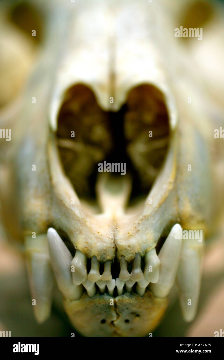 teeth and skull Stock Photo - Alamy