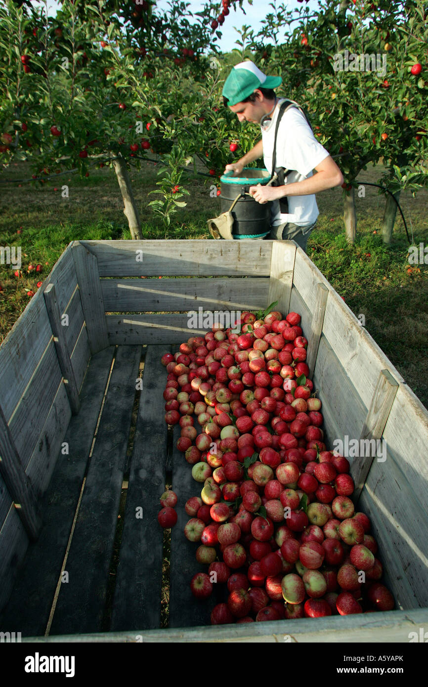 Orchard picker hi-res stock photography and images - Alamy