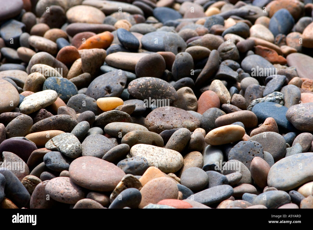 Rounded river rock along the Columbia River in Oregon Stock Photo - Alamy