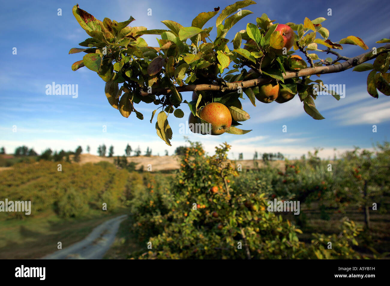 organic apples growing at an orchard in Upper Moutere, Nelson, New ...