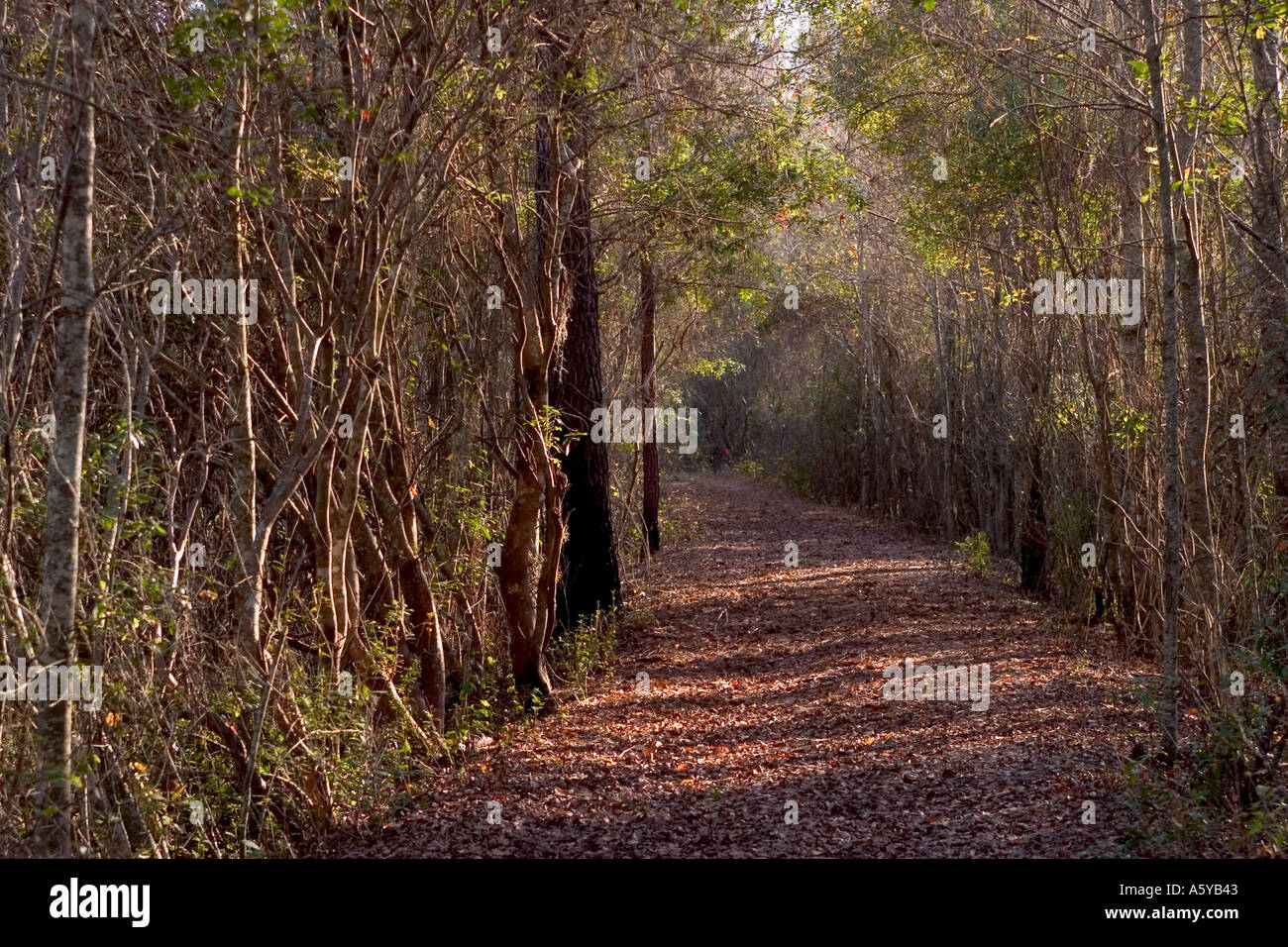 Country path with trees hi-res stock photography and images - Alamy