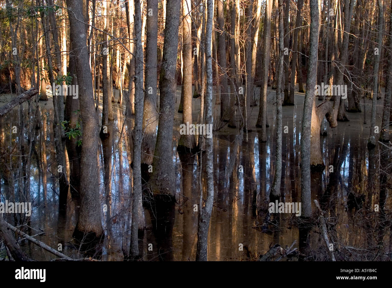 Trees in swamp Statesboro Georgia Stock Photo - Alamy