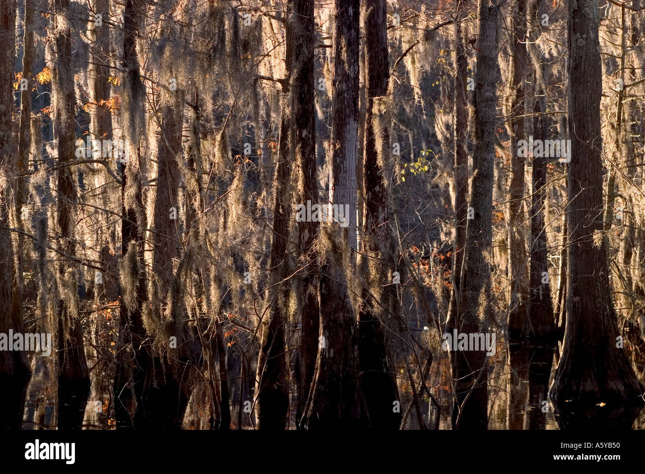 Trees in swamp Statesboro Georgia Stock Photo - Alamy