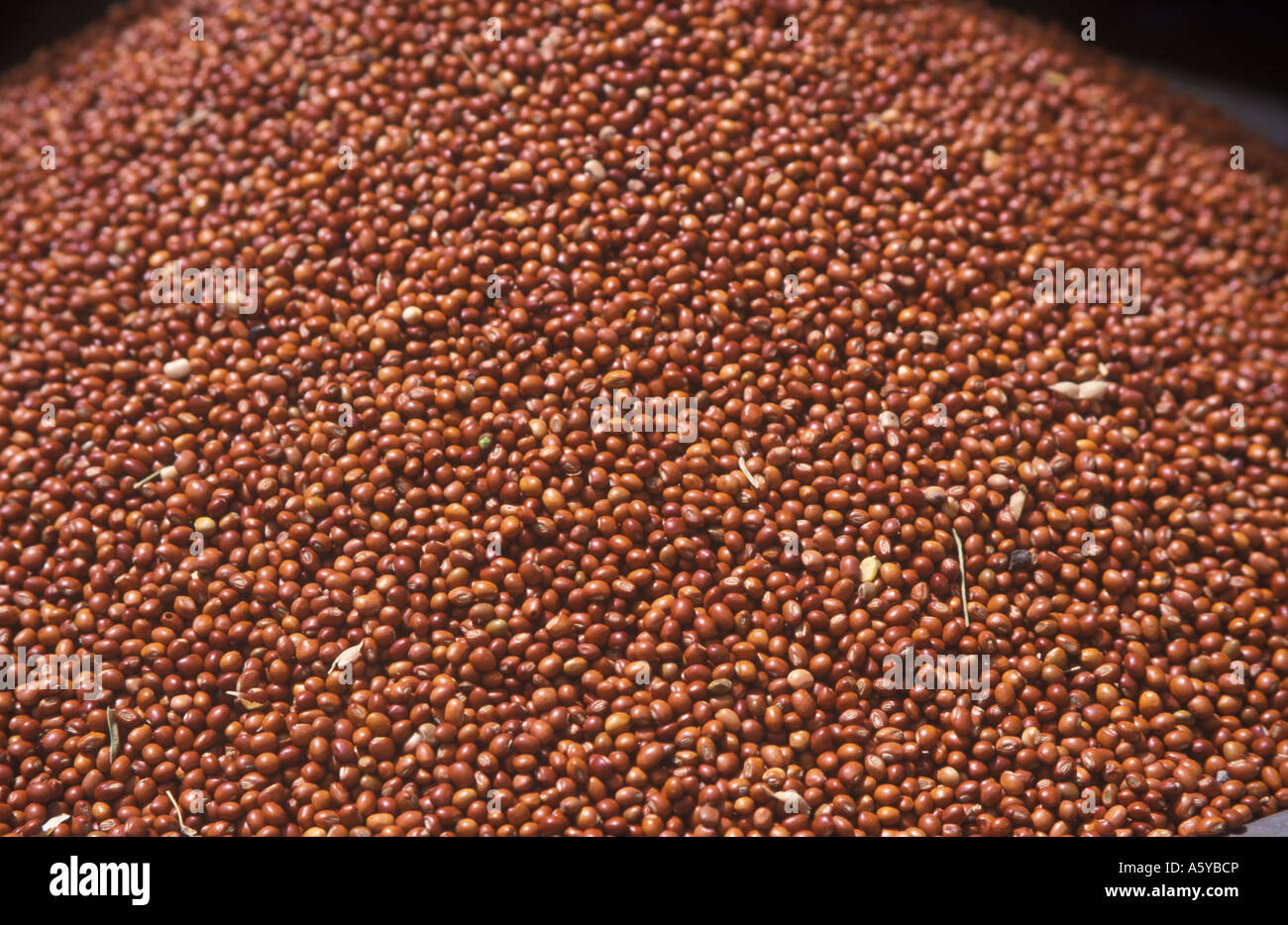 Red skin peanuts Stock Photo - Alamy