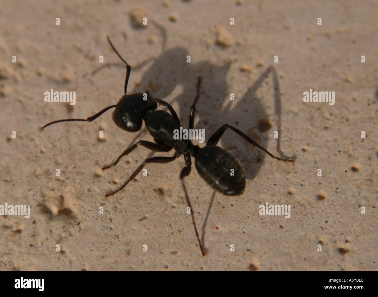 Close up of ant on a stone tile Stock Photo - Alamy