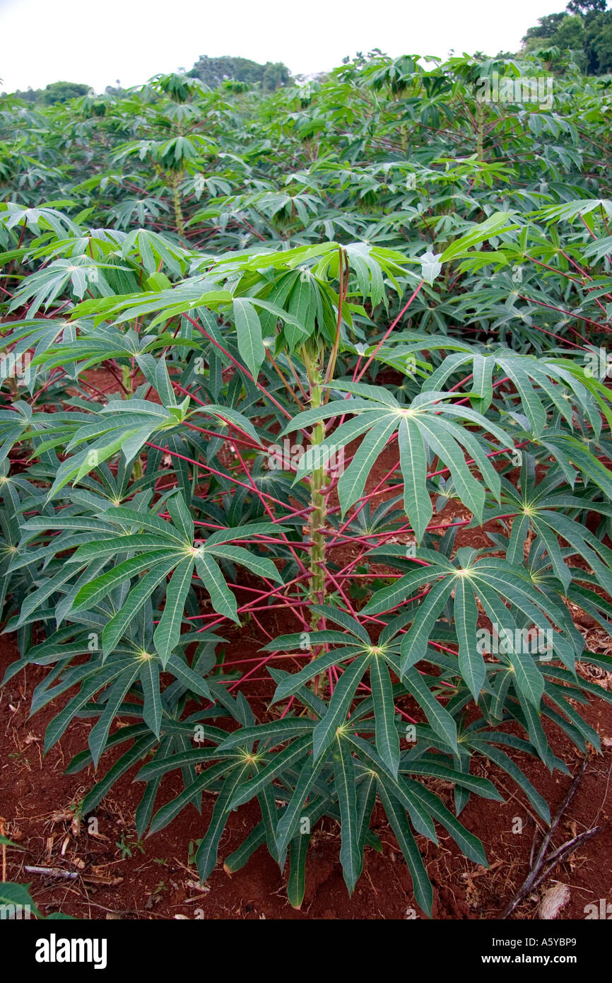 A crop of Cassava also called Manioc eaten like a potato and used for ...