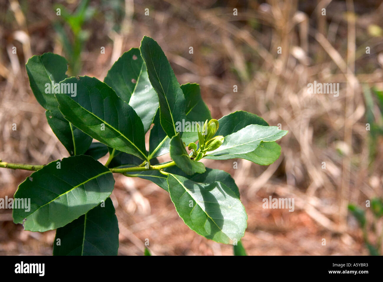 Yerba Mate plant in Argentina Stock Photo - Alamy