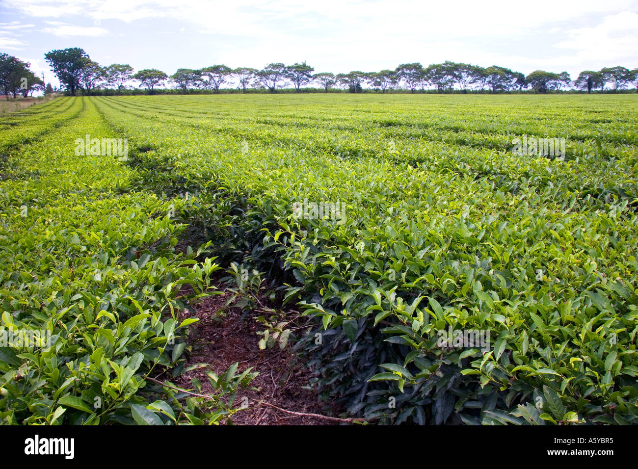 Tea crop in Argentina Stock Photo - Alamy