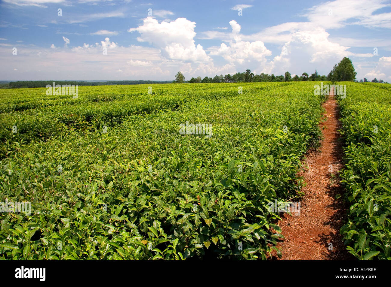 Tea crop in Argentina Stock Photo - Alamy