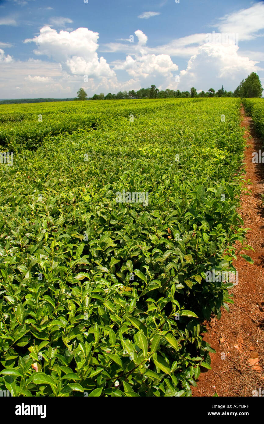 Tea crop in Argentina Stock Photo - Alamy