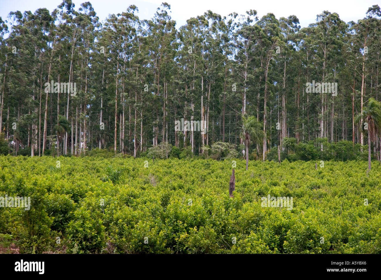 Yerba Mate crop and eucalyptus trees in Argentina Stock Photo - Alamy